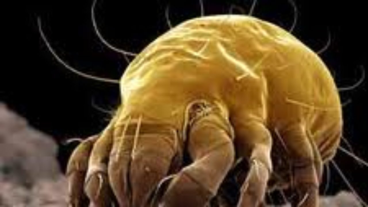 Morsi di Cimici: come riconoscere le Punture Cimici da Letto?